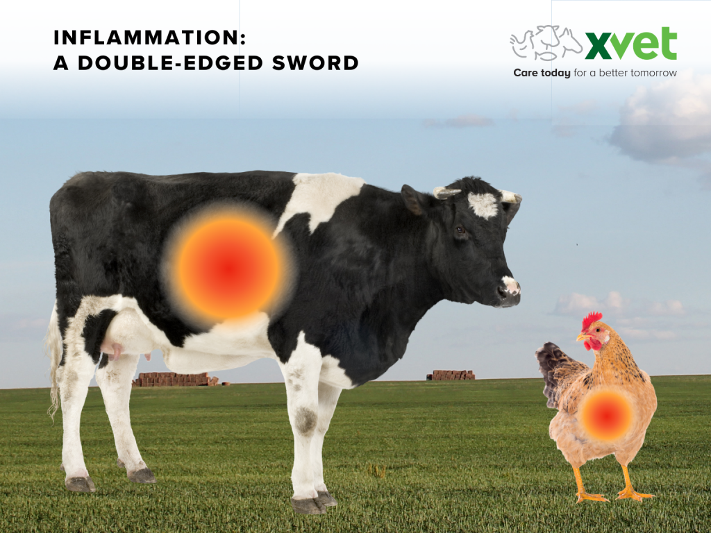 Inflammation a double-edged sword • Less Antibiotics by XVET GmbH