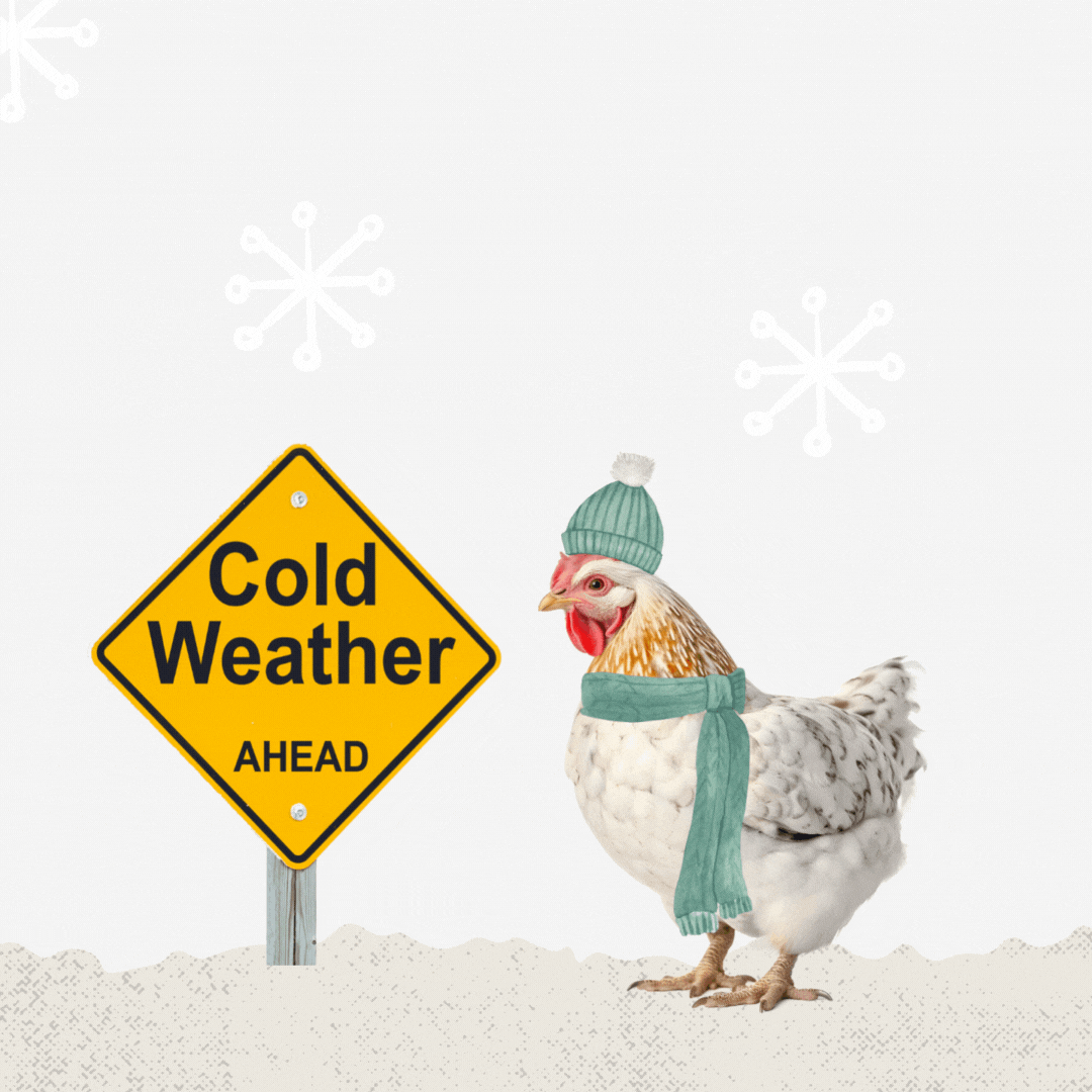 Winter Wellness for Poultry • Less Antibiotics by XVET GmbH